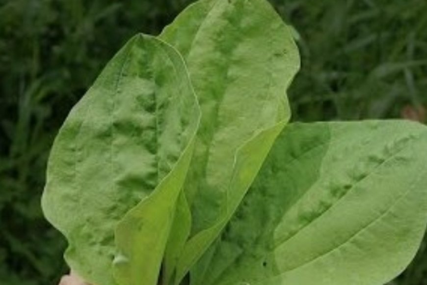 Plantain: A Common Weed with Uncommon Health Benefits - Varient - News ...