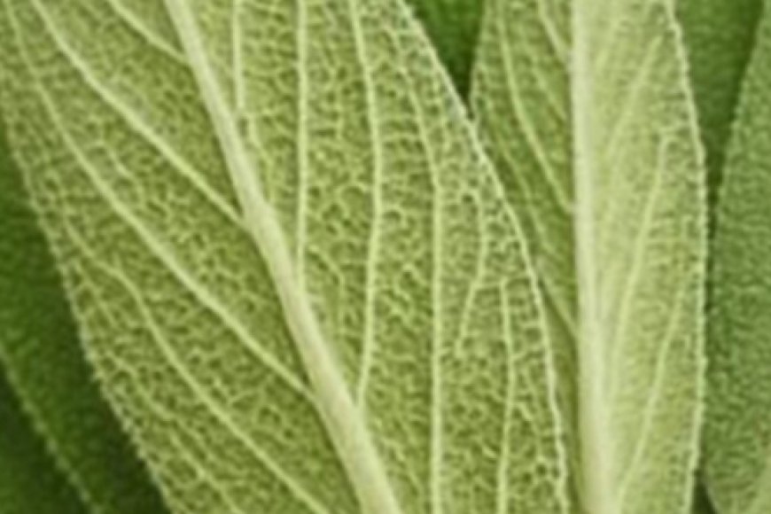 Sage: A Natural Remedy for Brain Health, Inflammation, and Joint Pain ...